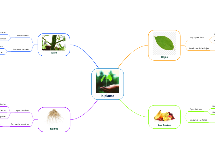 la planta - Mind Map
